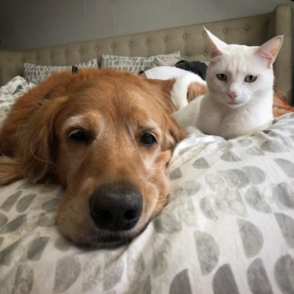 This Cat Raised By Dog And Now Thinks He’s A Dog | Tipsto