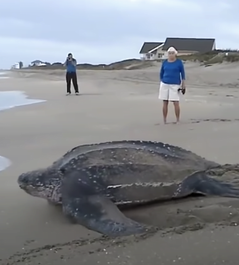 The world’s largest sea turtle emerges from ocean and leaves everyone ...